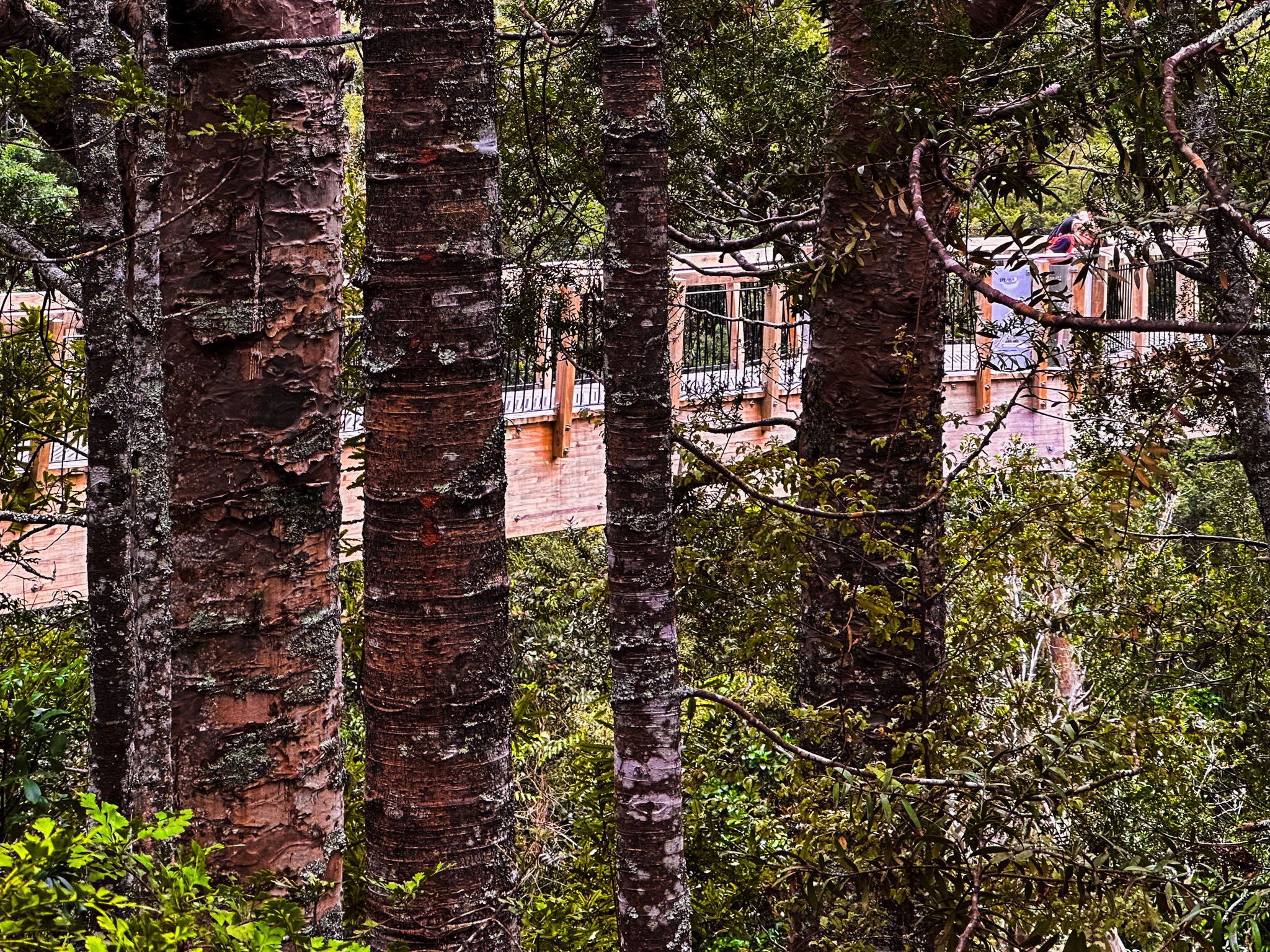 North Shore's Hidden Forest Reserves and Scenic Walks | Blog - New ...