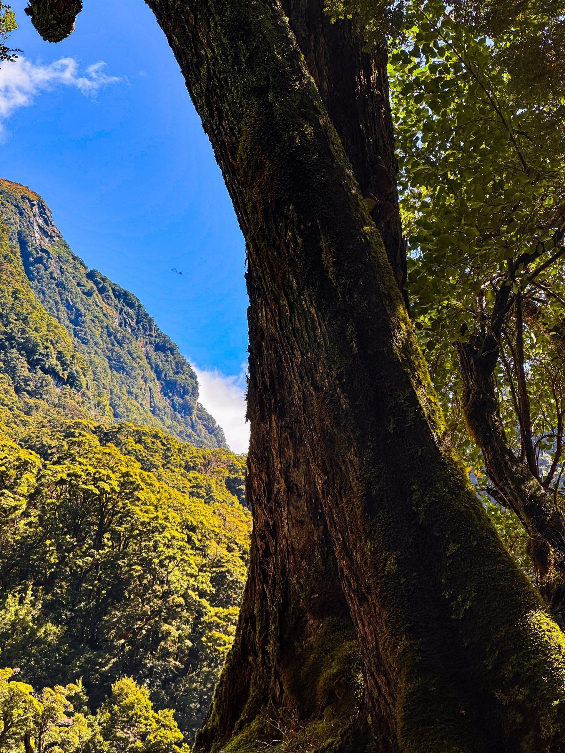 The Best of Beautiful Haast Pass - Trip Ideas