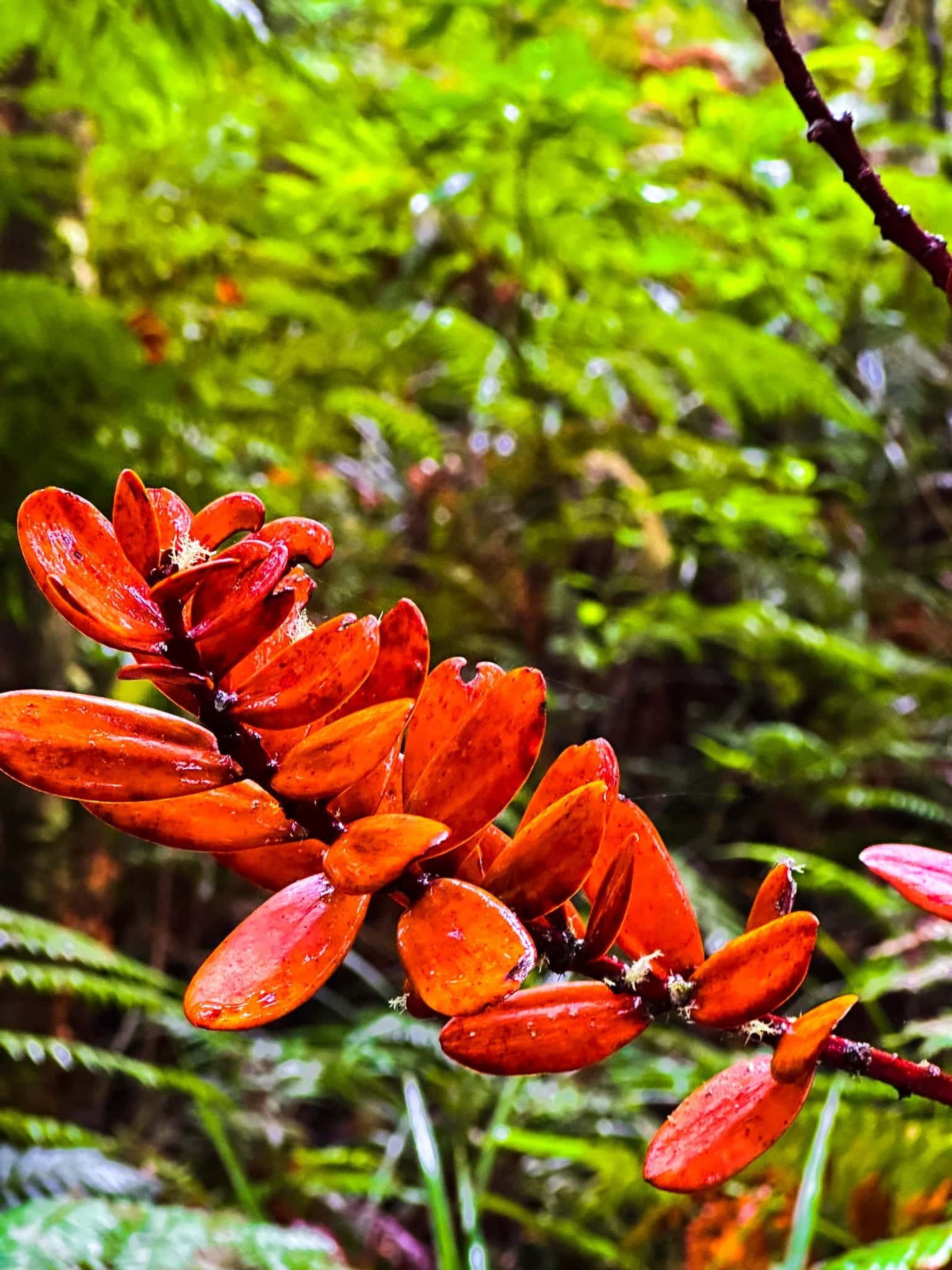Waipoua Forest | Kauri Coast - New Zealand Trip Ideas