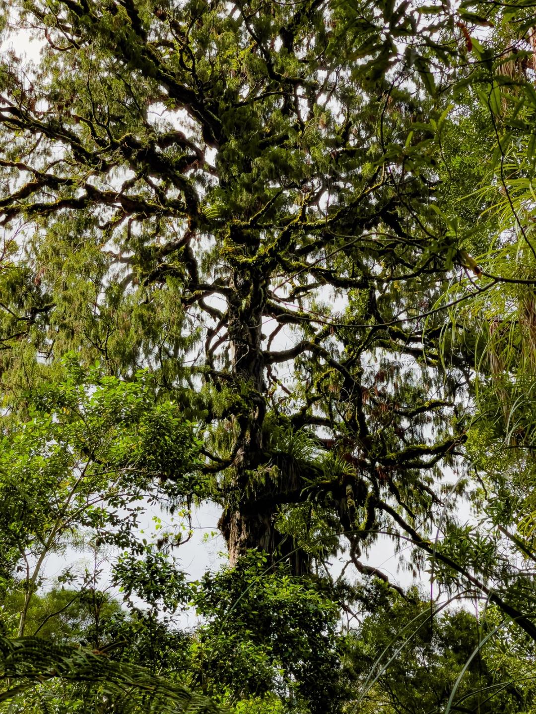 Te Matua Ngahere | Kauri Coast - New Zealand Trip Ideas