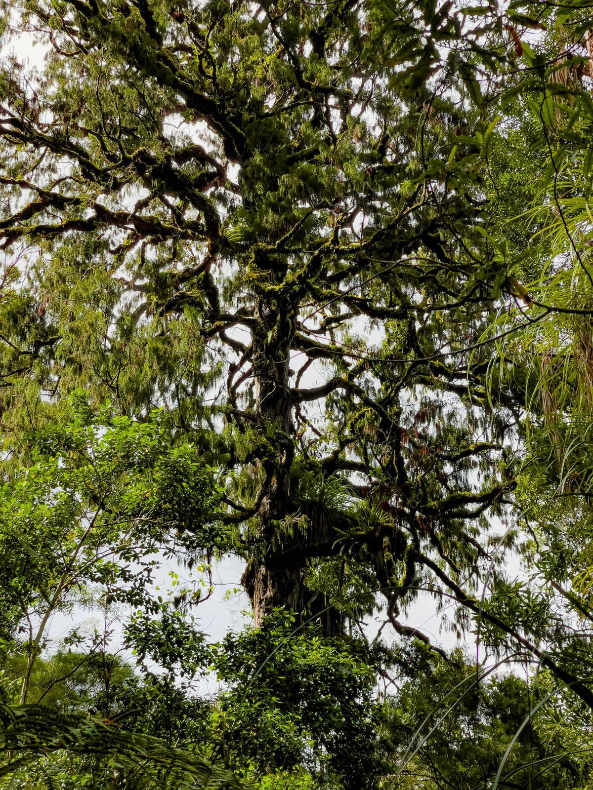 Te Matua Ngahere | Kauri Coast - New Zealand Trip Ideas