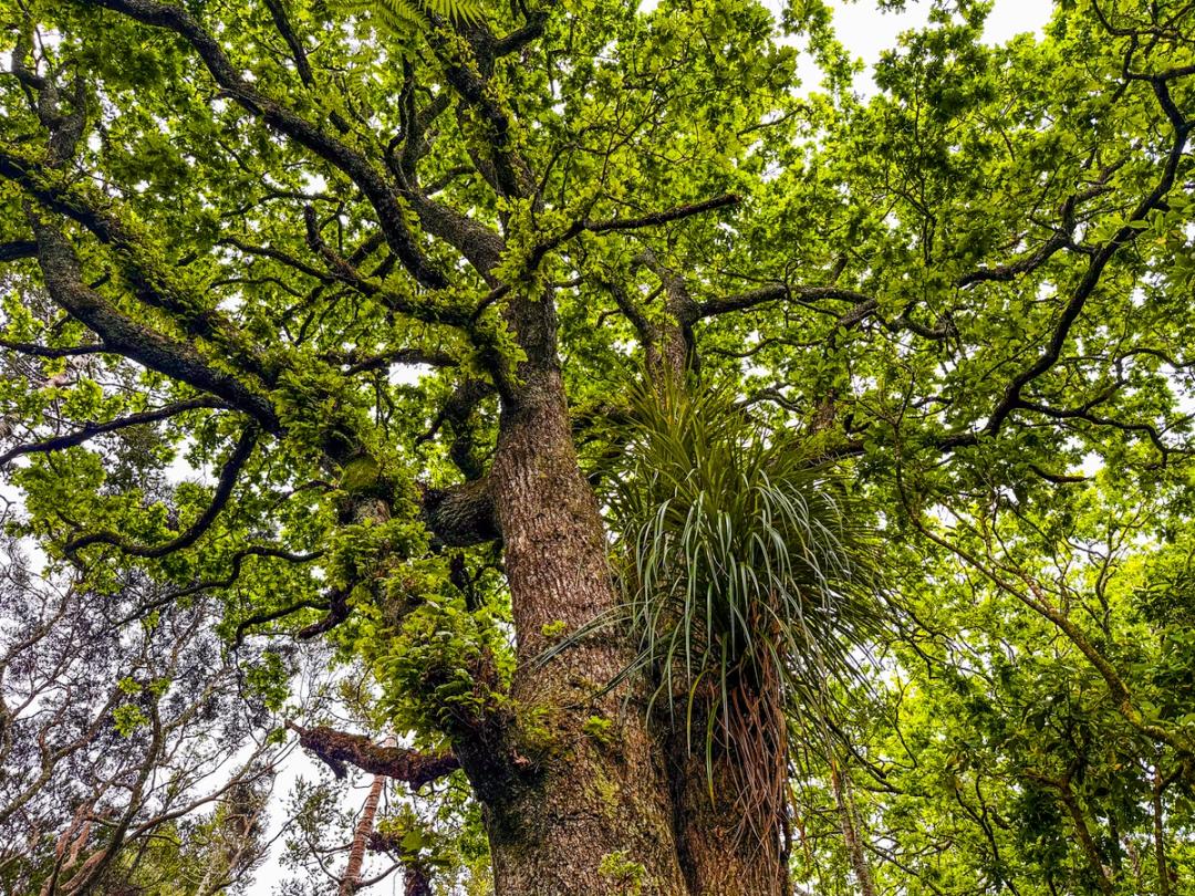 North Shore's Hidden Forest Reserves and Scenic Walks | Blog - New ...