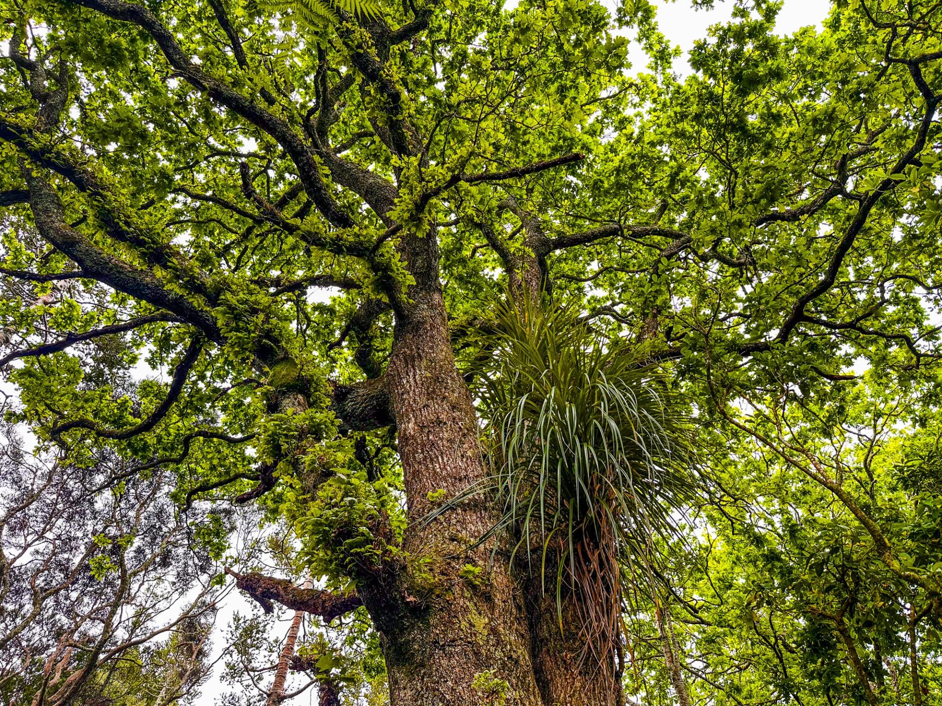 North Shore's Hidden Forest Reserves and Scenic Walks | Blog - New ...