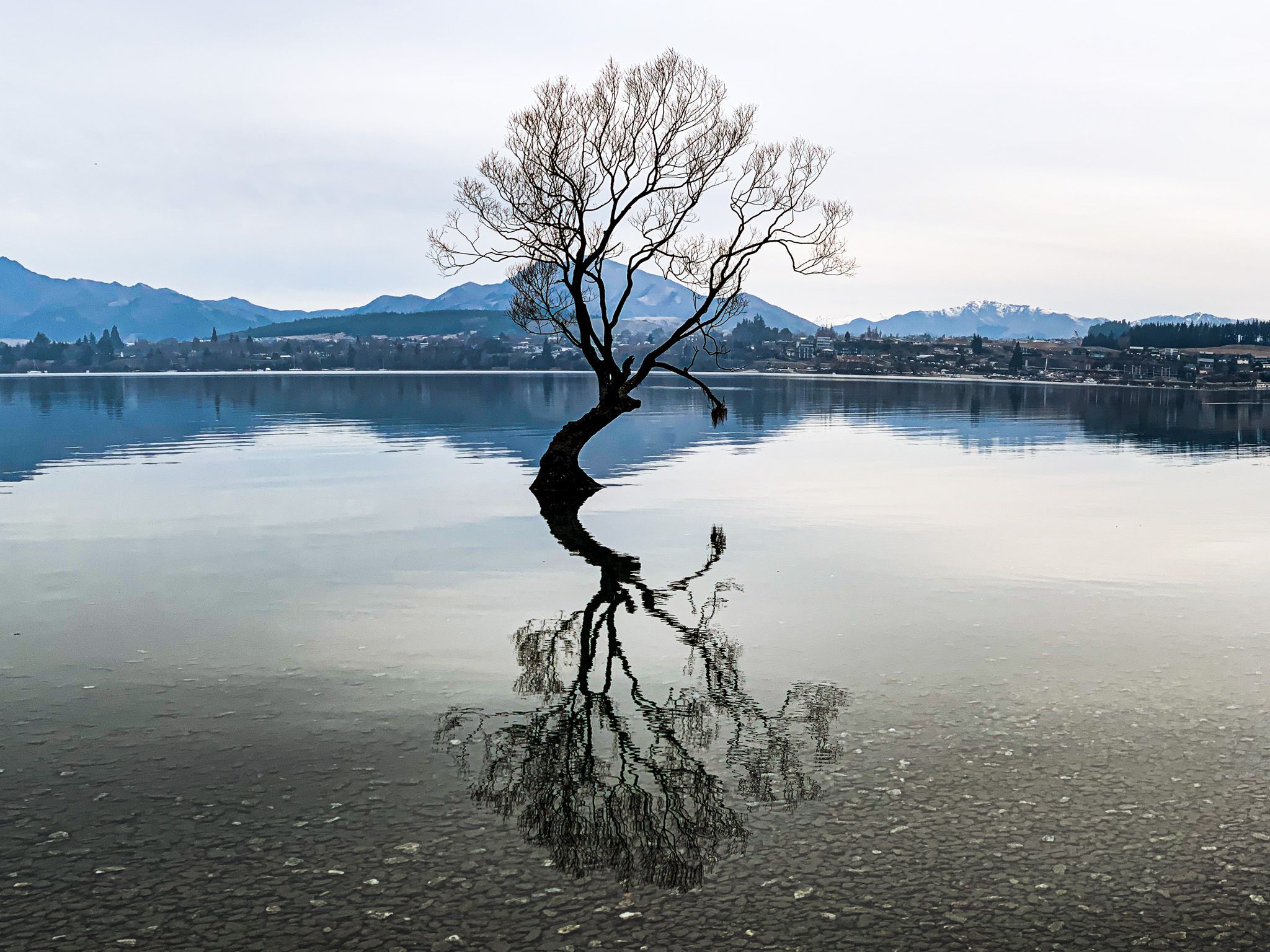 That Wānaka Tree | Queenstown Lakes - New Zealand Trip Ideas