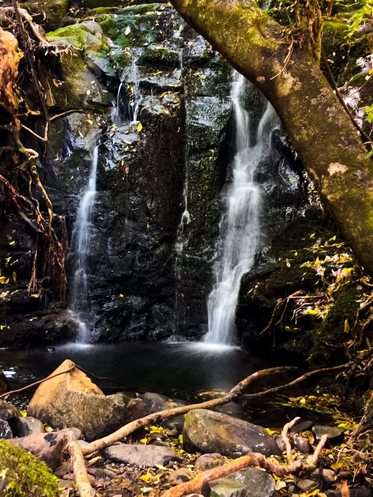 Hinewai Reserve Walks | Banks Peninsula - New Zealand Trip Ideas