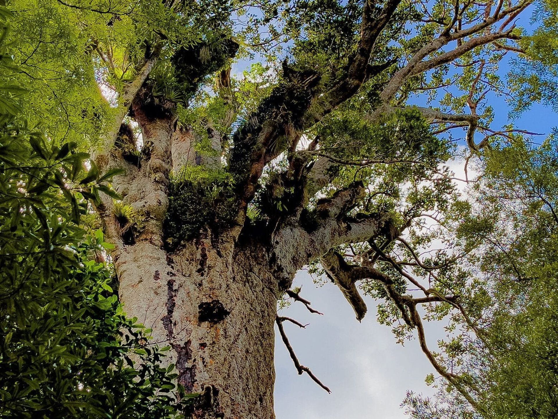 Tāne Mahuta | Kauri Coast - New Zealand Trip Ideas