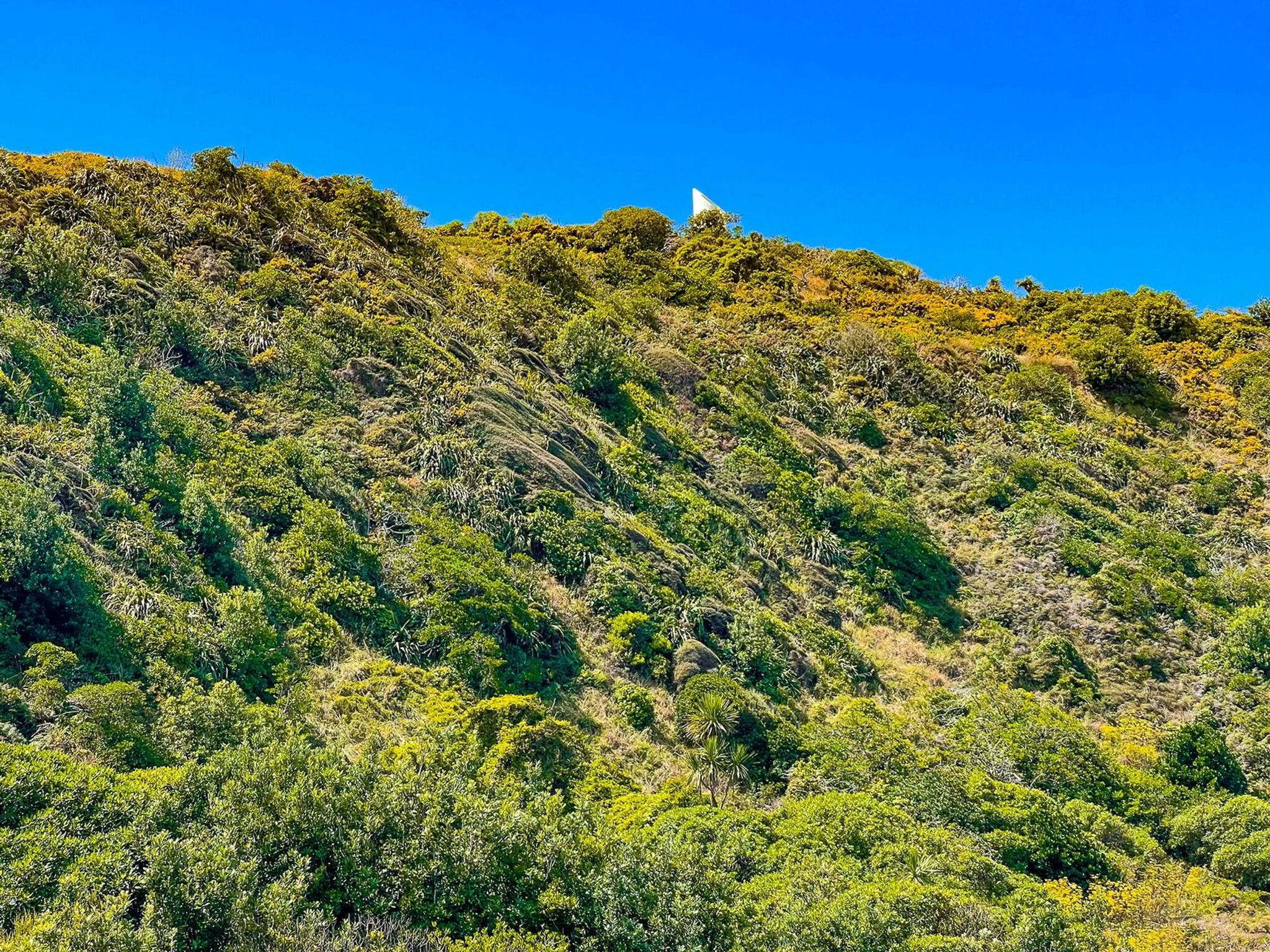Touring Miramar Peninsula on a Beautiful Day - Trip Ideas