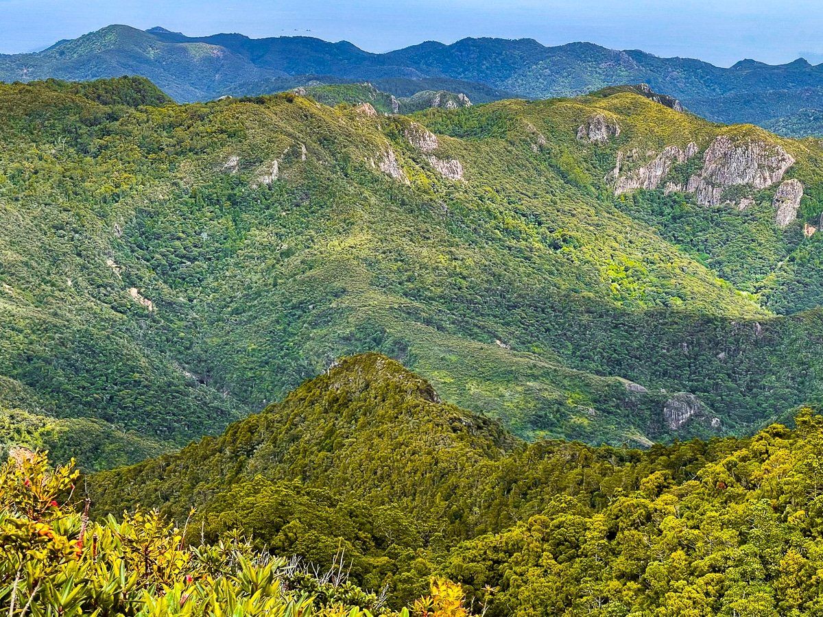 Hirakimata Mt Hobson | Hauraki Gulf Islands - New Zealand Trip Ideas