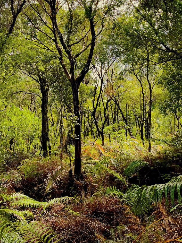 Te Matua Ngahere | Kauri Coast - New Zealand Trip Ideas