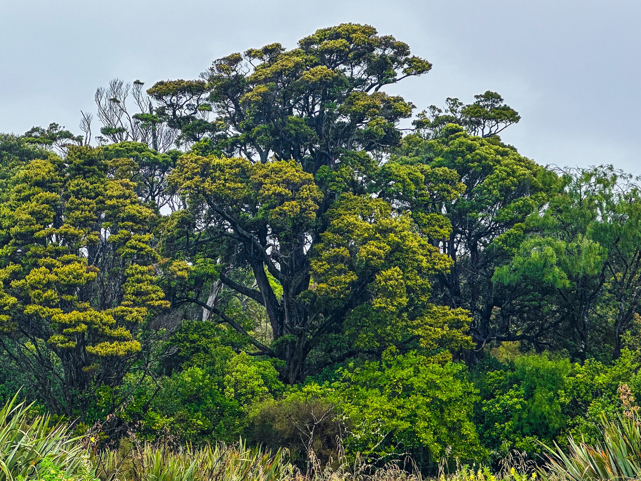 Papatowai | Catlins - New Zealand Trip Ideas