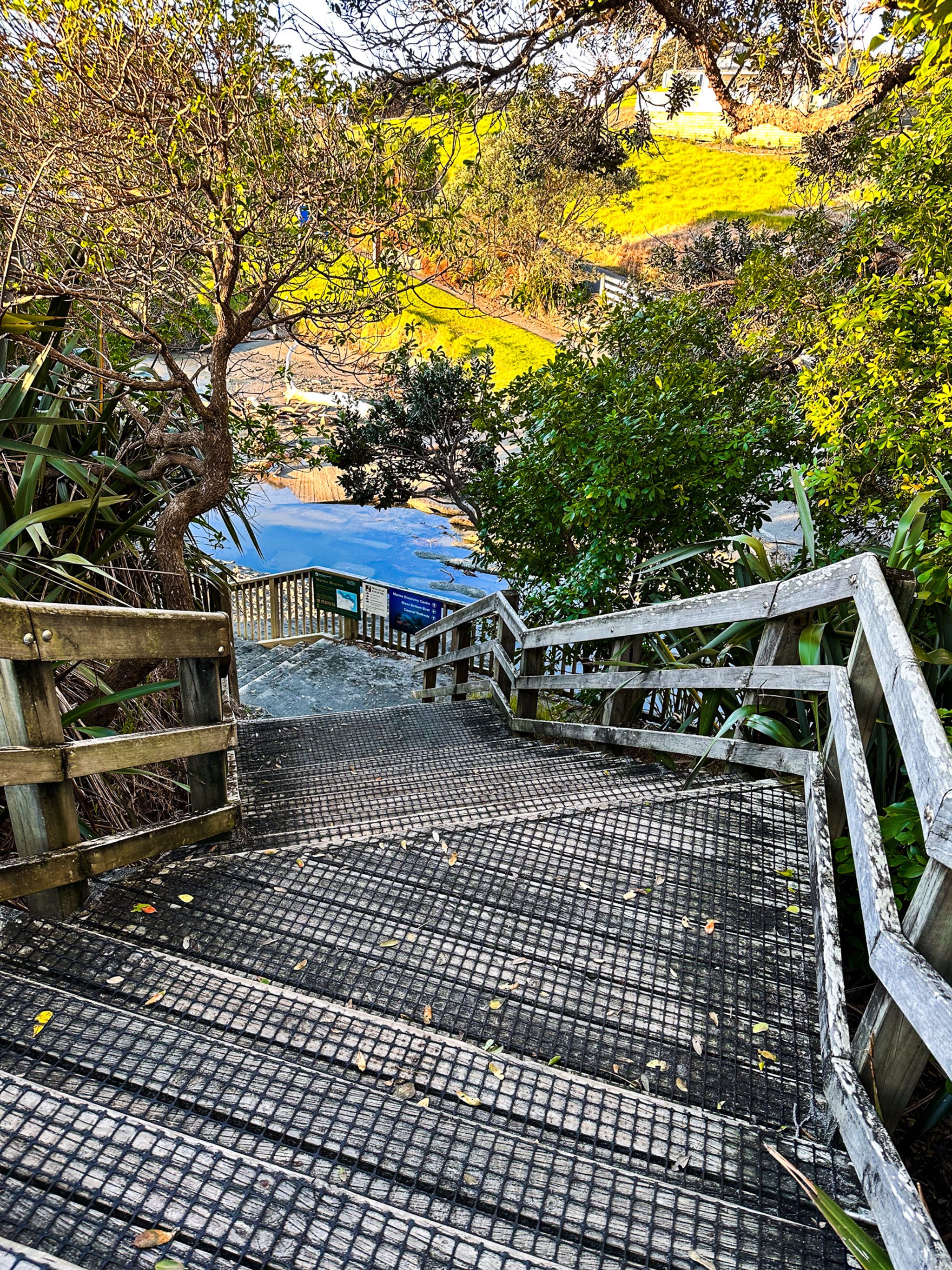 Goat Island | North Auckland - New Zealand Trip Ideas