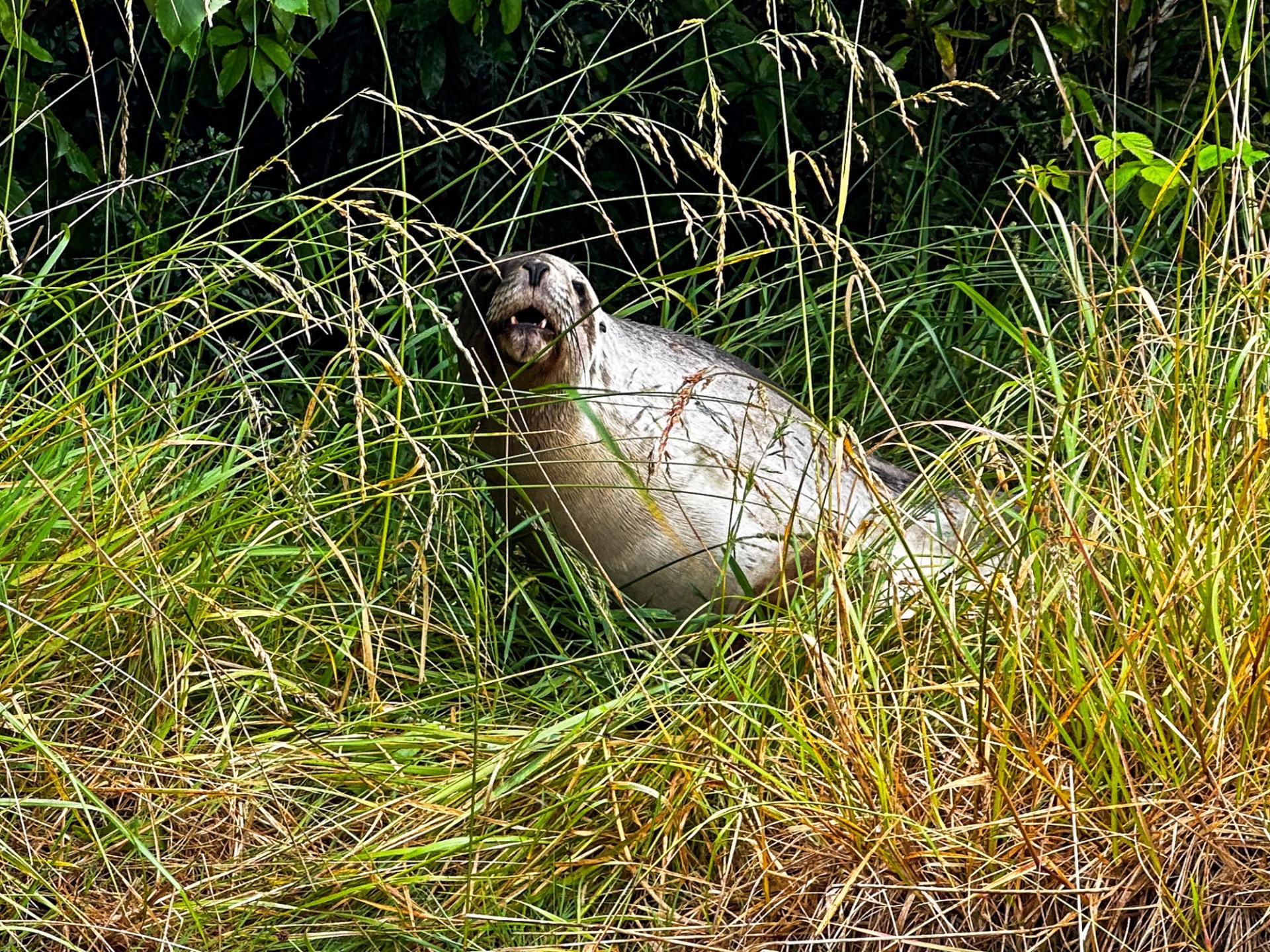 Papatowai | Catlins - New Zealand Trip Ideas