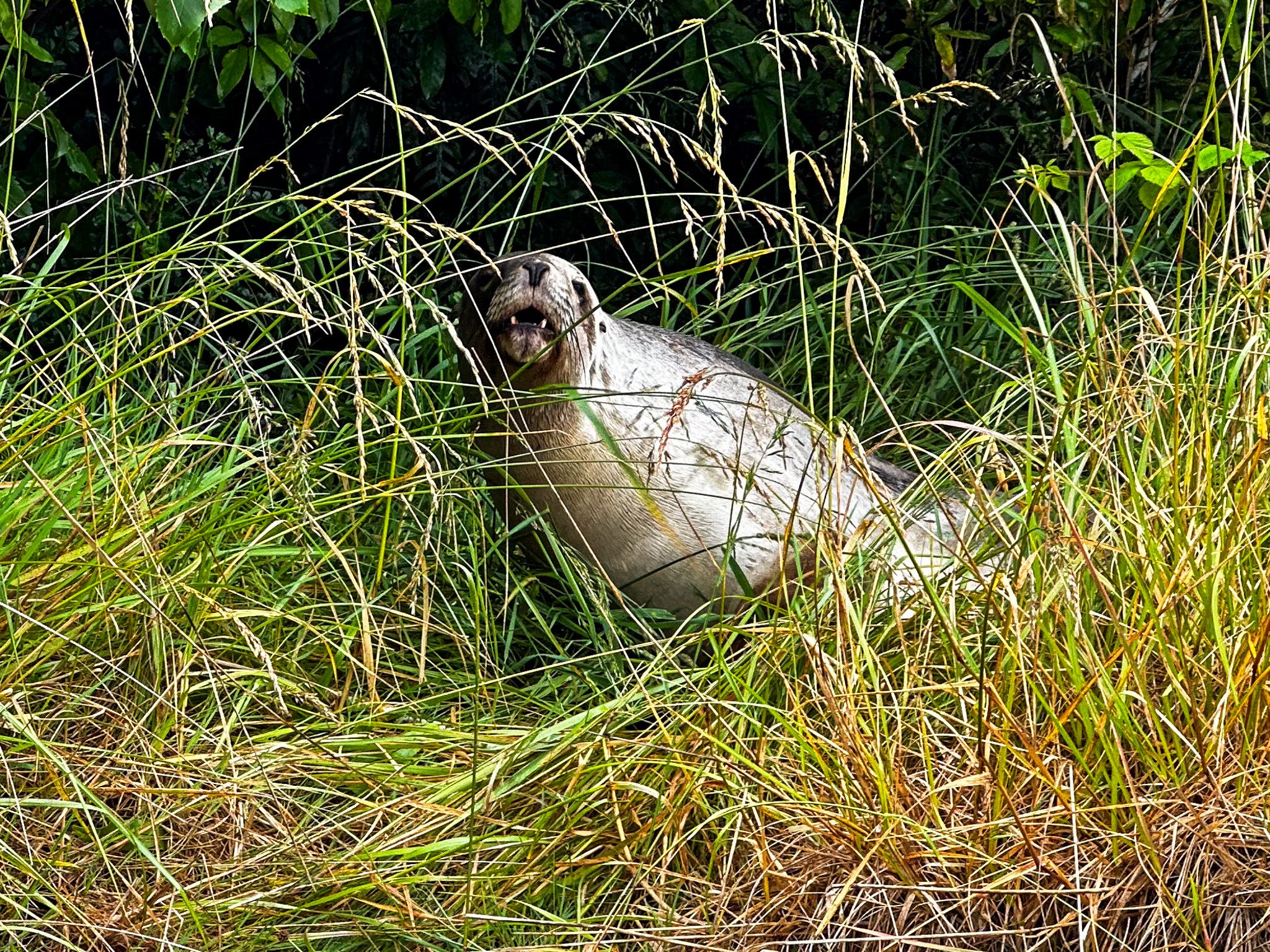 Papatowai | Catlins - New Zealand Trip Ideas