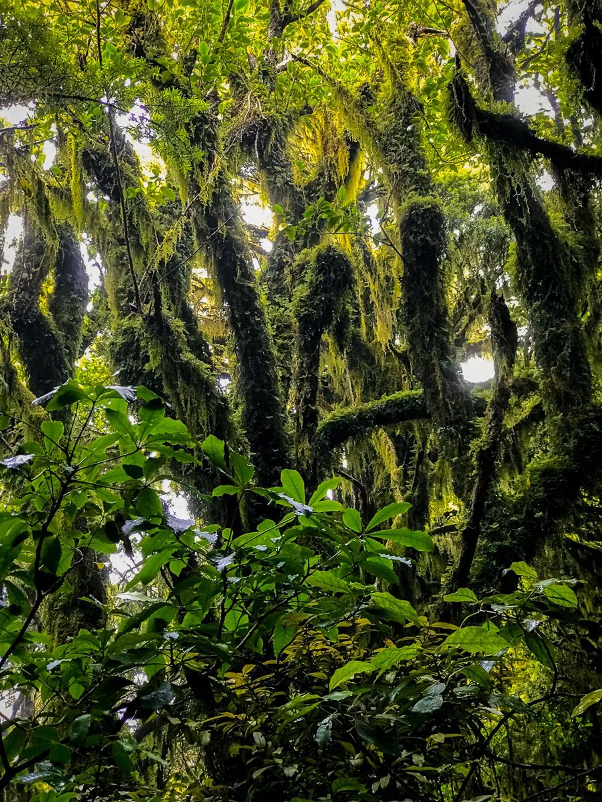 Goblin Forest | Egmont National Park - New Zealand Trip Ideas