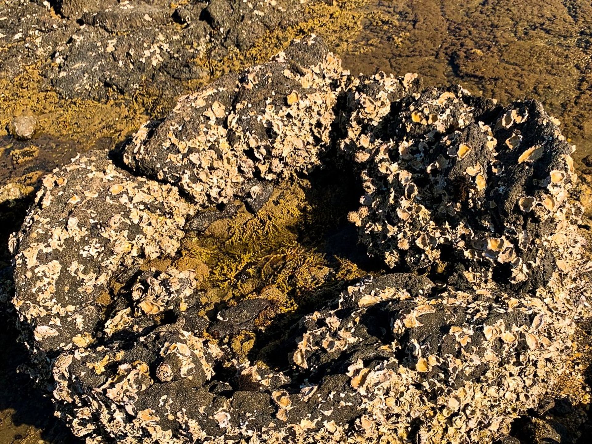 North Shore Coastal Walk, Takapuna to Milford | Blog - New Zealand Trip ...