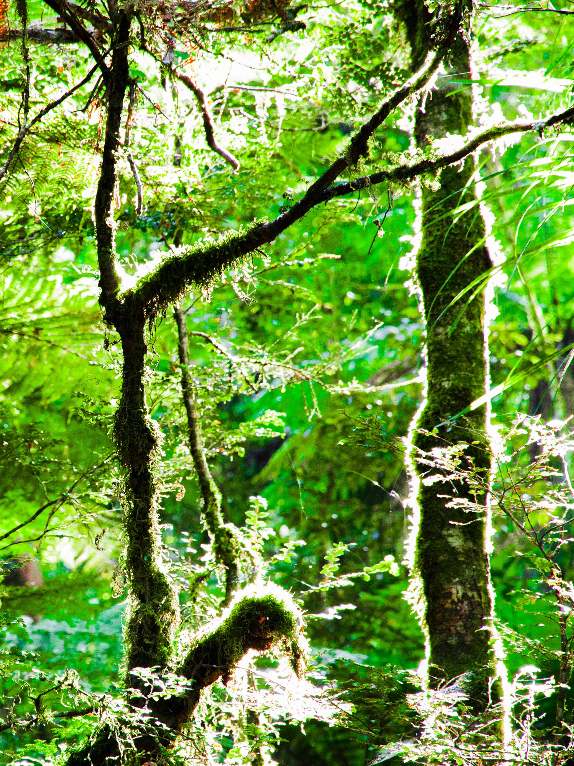 Te Urewera | Te Urawera - New Zealand Trip Ideas