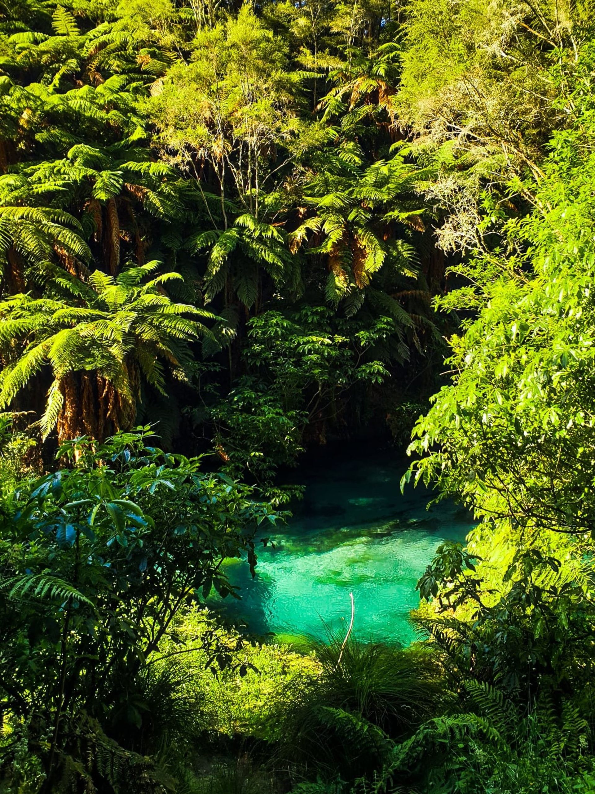 Te Waihou Blue Springs | Hamilton - New Zealand Trip Ideas
