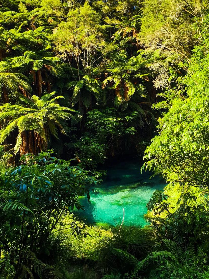 Te Waihou Blue Springs | Southern Waikato - New Zealand Trip Ideas