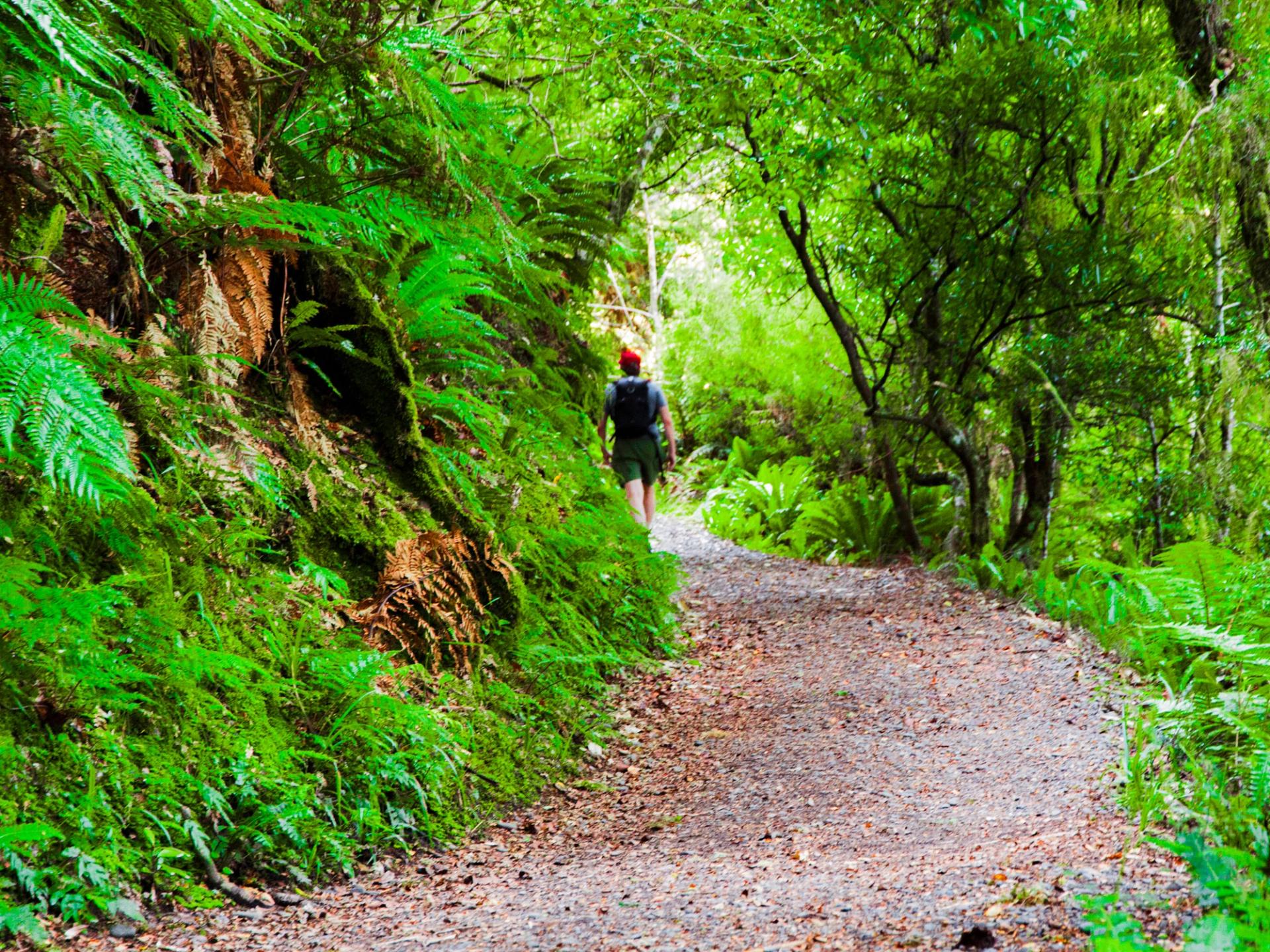 Te Urewera | Te Urawera - New Zealand Trip Ideas