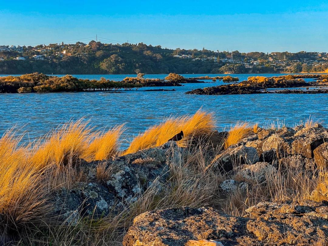 Ambury Regional Park - New Zealand Trip Ideas