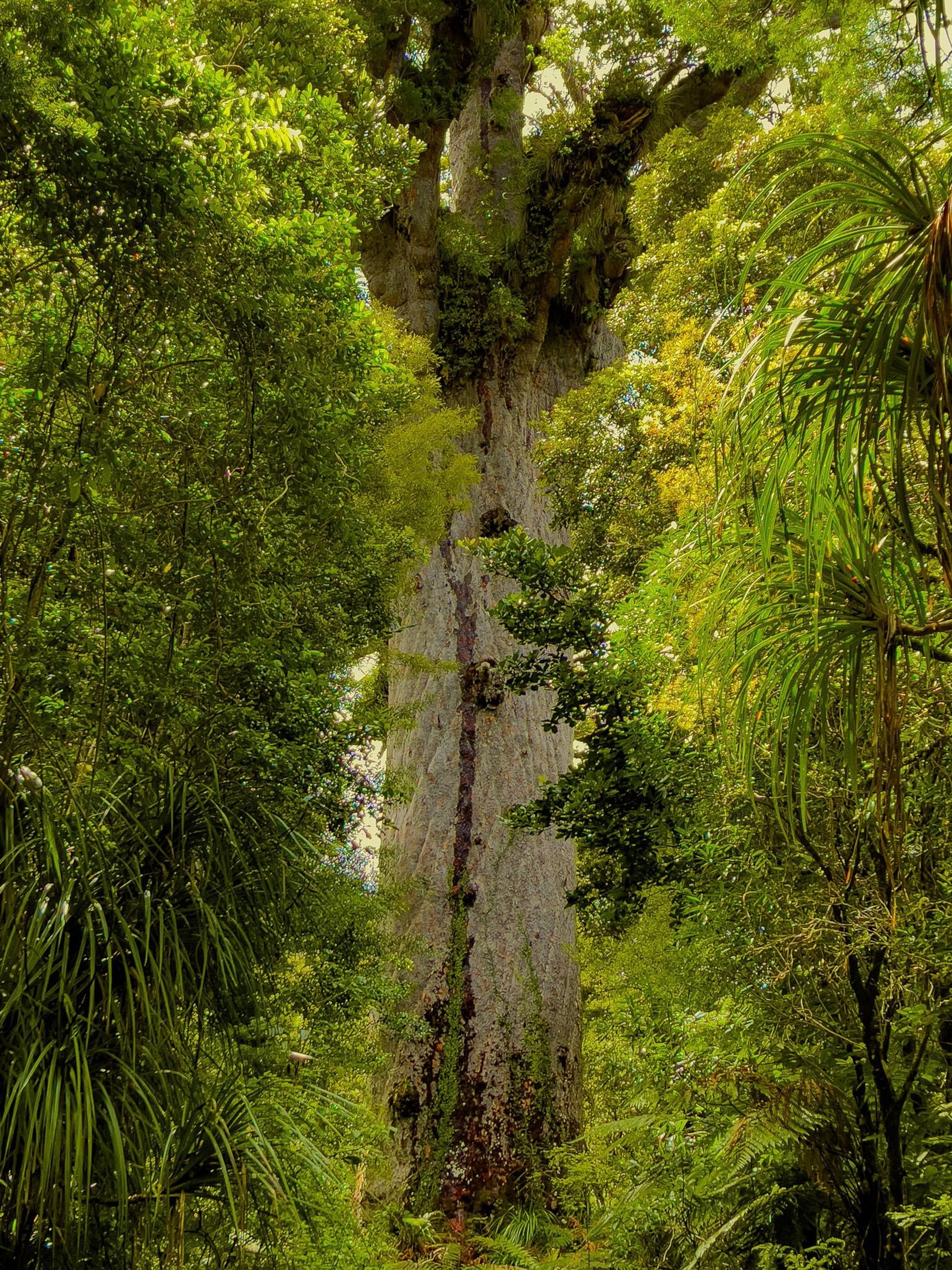 In Awe of Tāne Mahuta at Waipoua Forest | Blog - New Zealand Trip Ideas