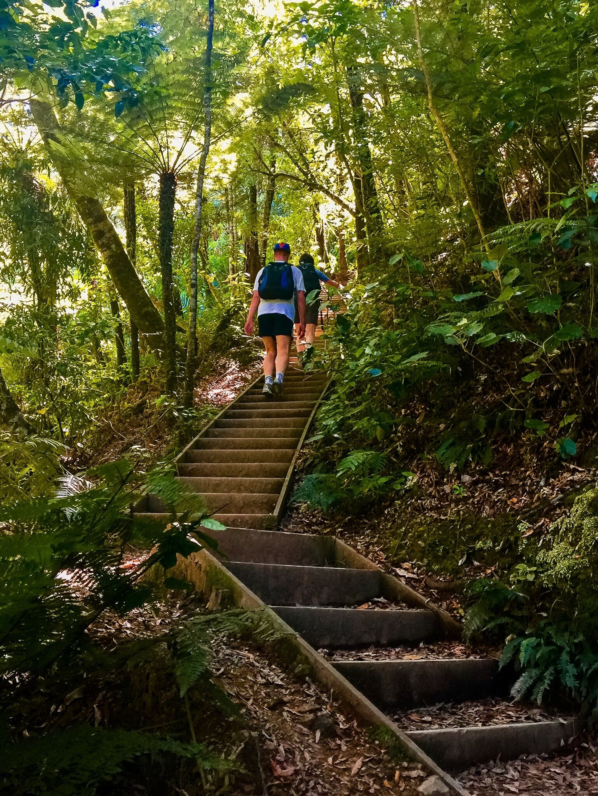 Cossey Massey Loop | South Auckland - New Zealand Trip Ideas