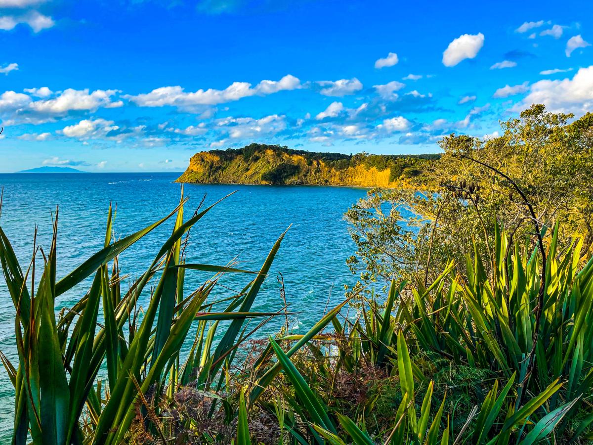Army Bay | East Auckland - New Zealand Trip Ideas