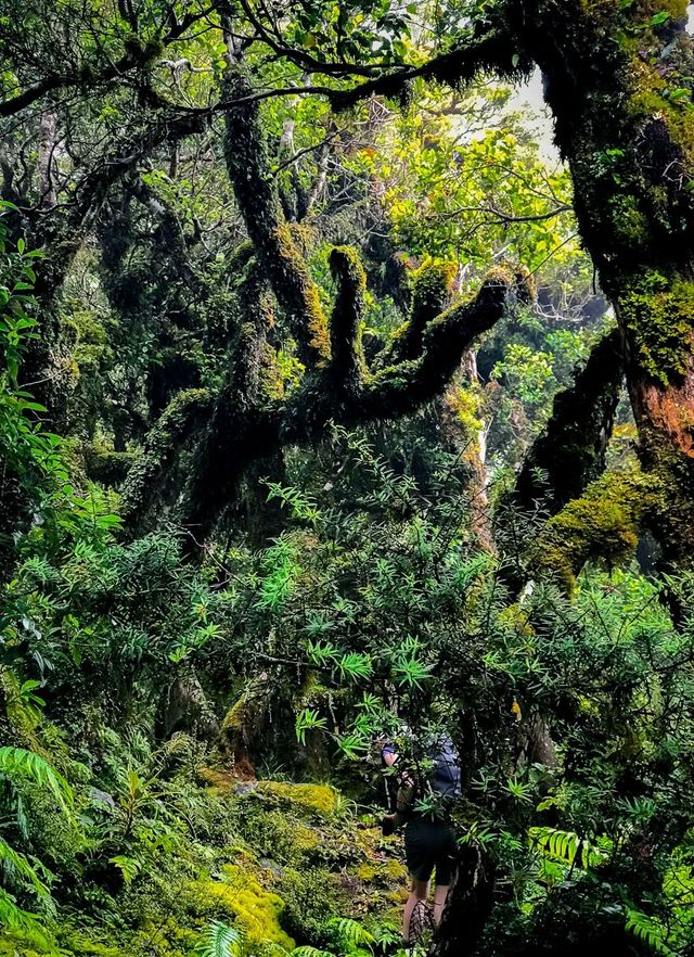 Goblin Forest | Egmont National Park - New Zealand Trip Ideas