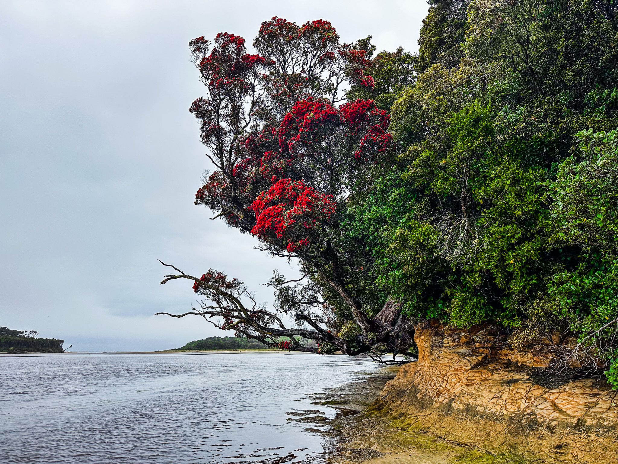 Papatowai | Catlins - New Zealand Trip Ideas