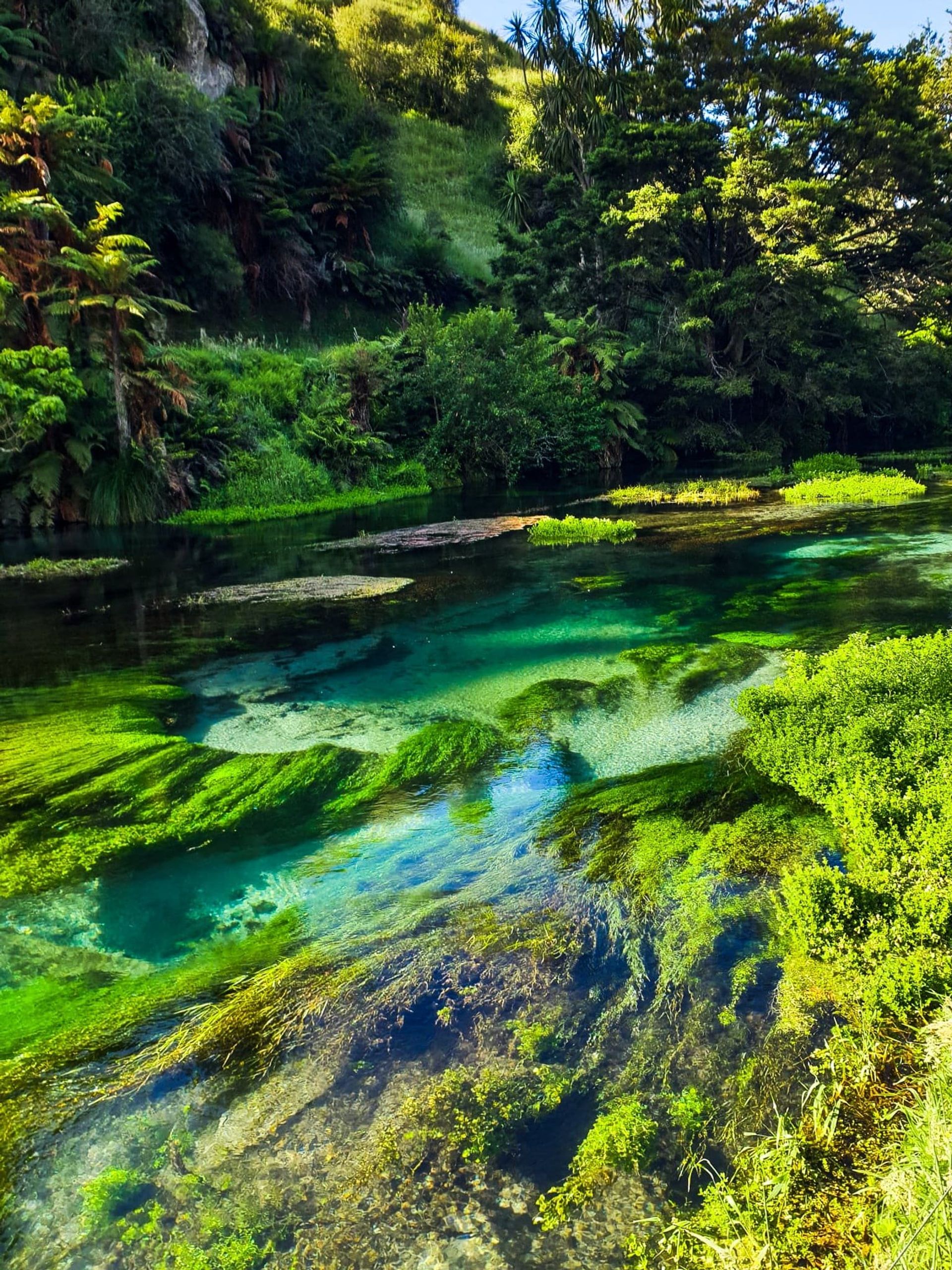 Te Waihou Blue Springs | Hamilton - New Zealand Trip Ideas