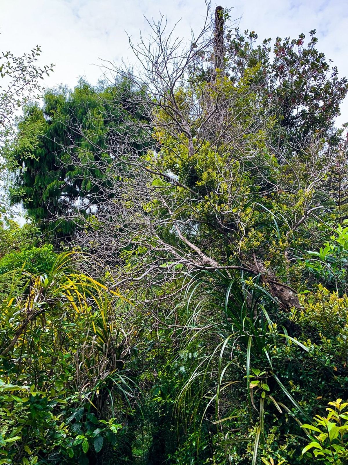 Large Kauri Tree | West Auckland - New Zealand Trip Ideas