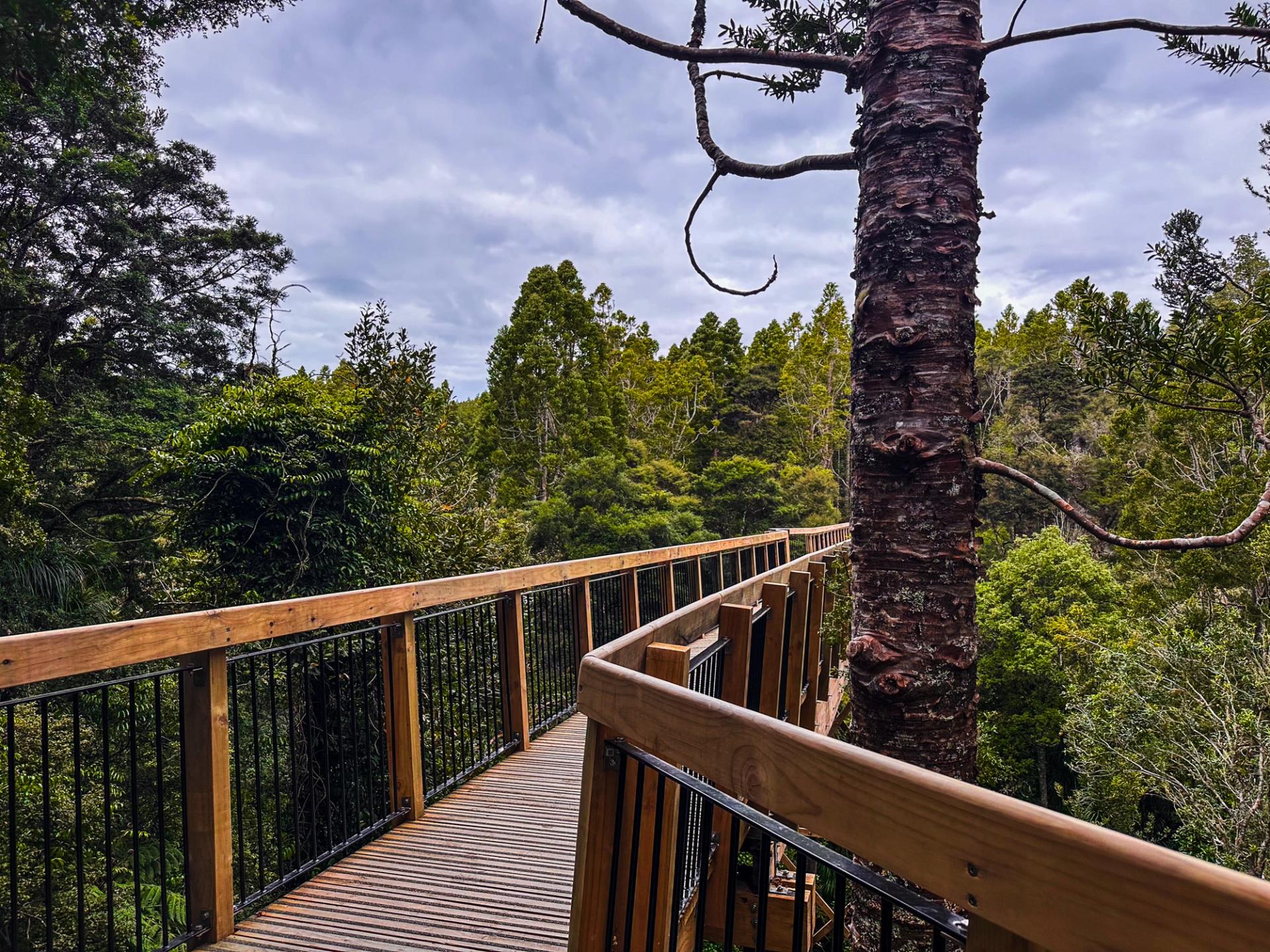 North Shore's Hidden Forest Reserves and Scenic Walks | Blog - New ...