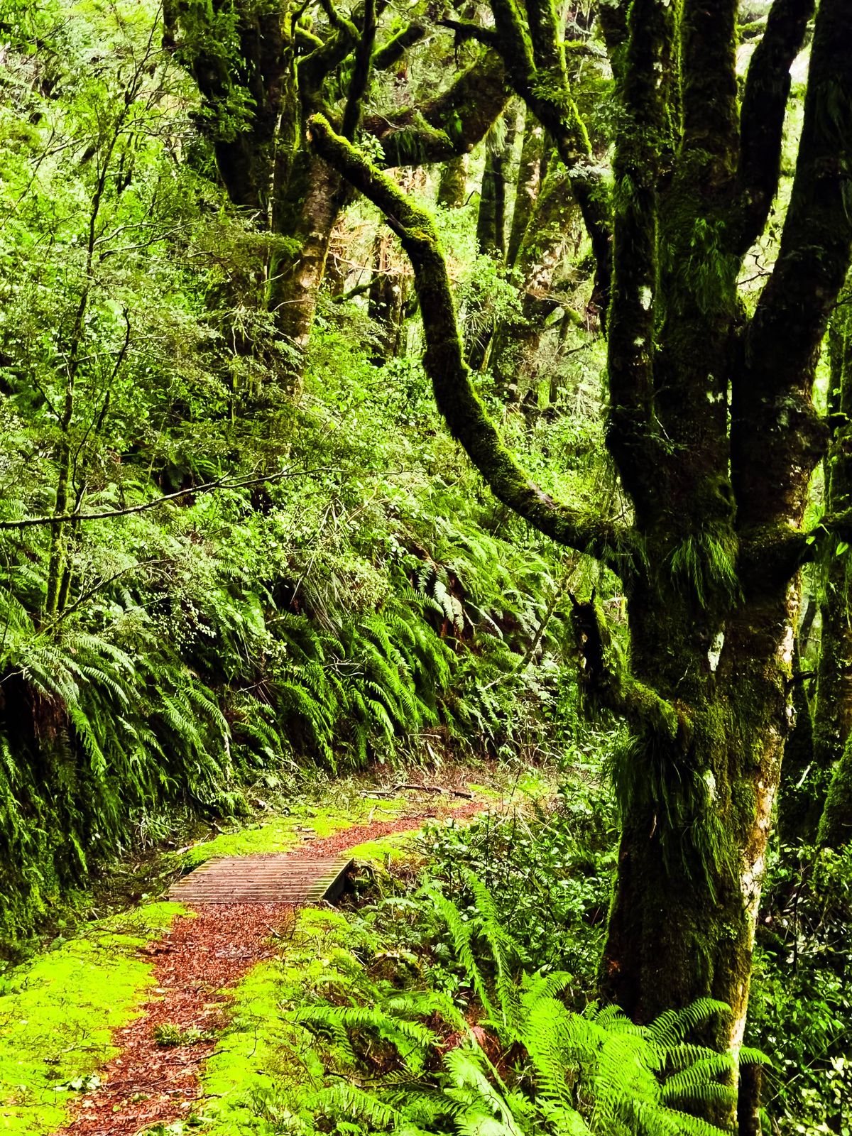 The Best of Beautiful Haast Pass - Trip Ideas