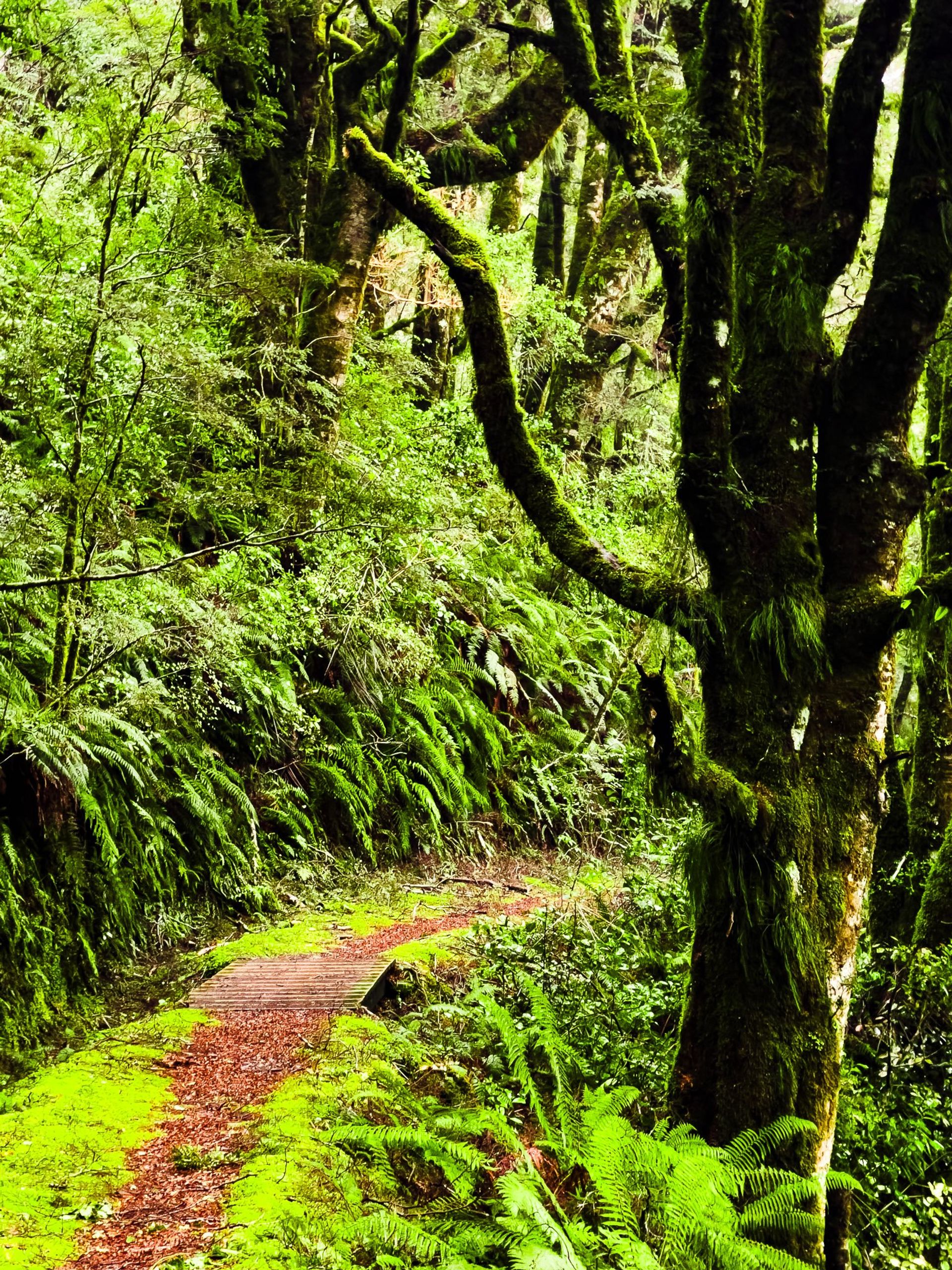 The Best of Beautiful Haast Pass - Trip Ideas