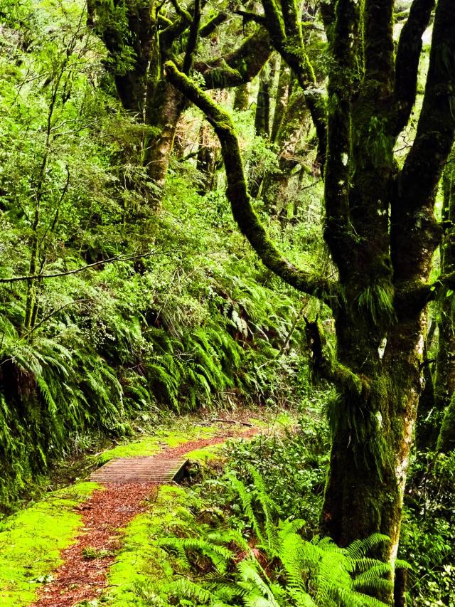 The Best of Beautiful Haast Pass - Trip Ideas