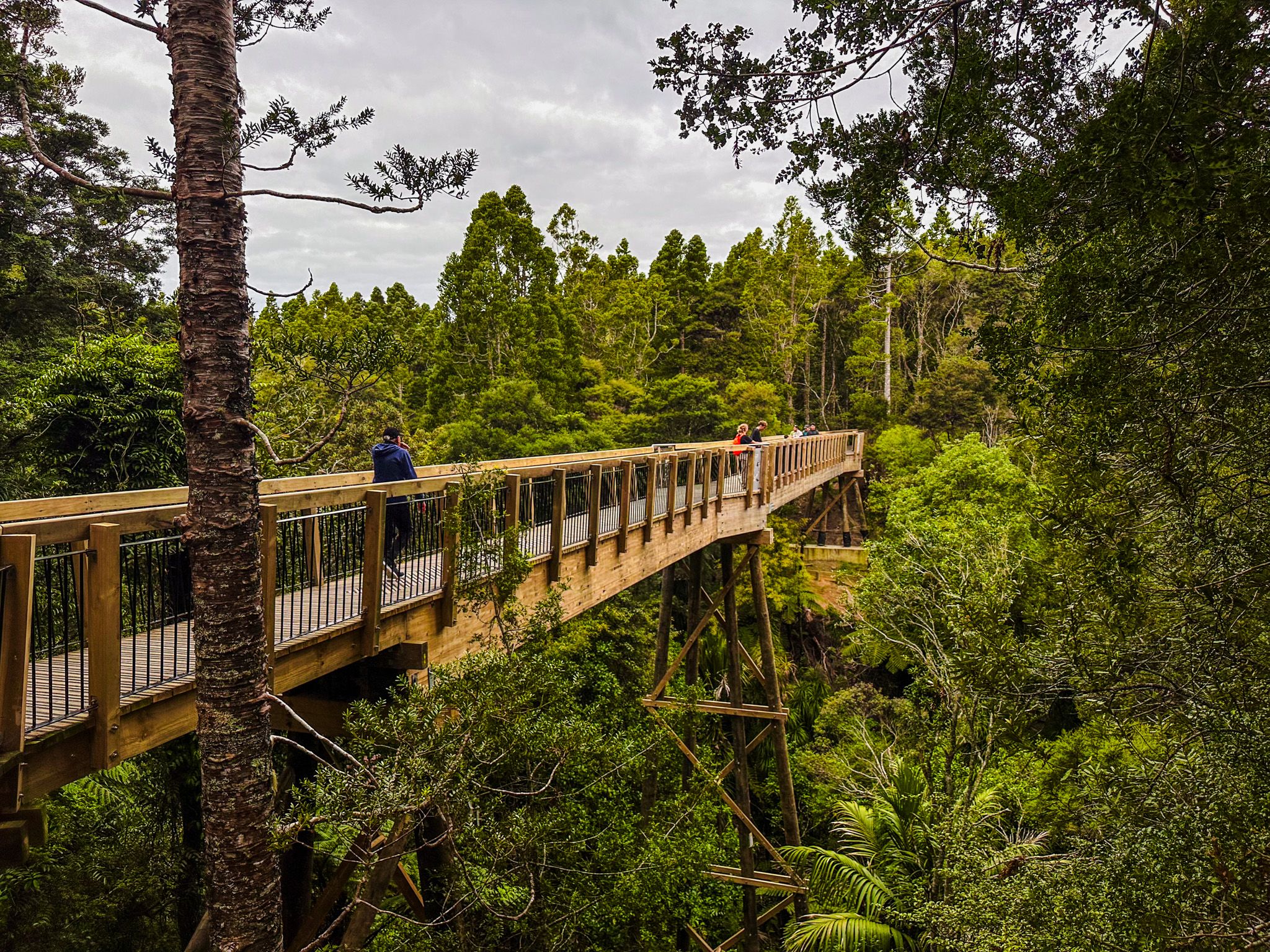 North Shore's Hidden Forest Reserves and Scenic Walks | Blog - New ...