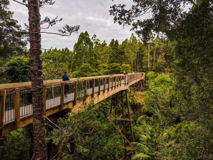 Kauri Glen Reserve | North Auckland - New Zealand Trip Ideas