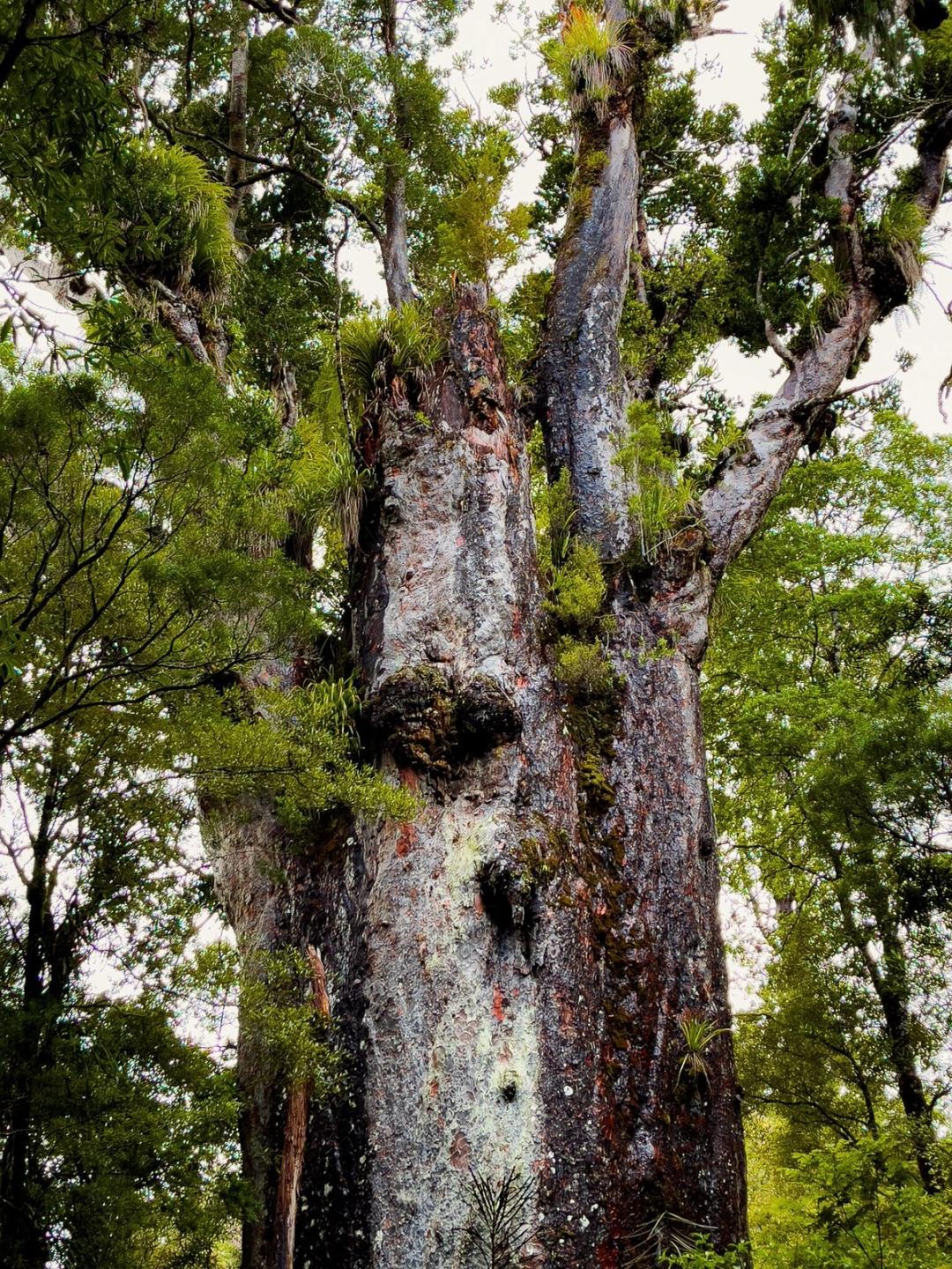 Te Matua Ngahere | Kauri Coast - New Zealand Trip Ideas