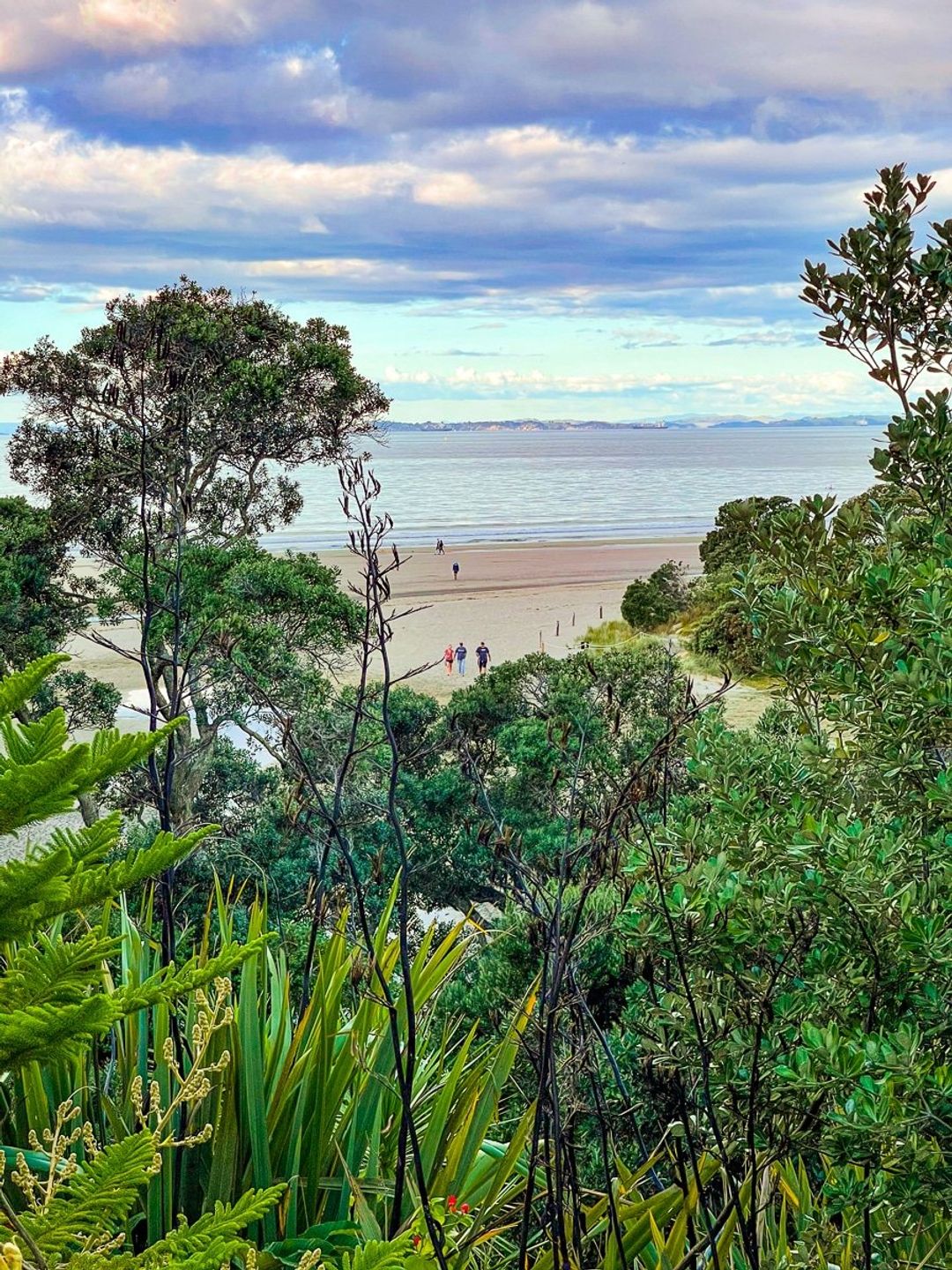 Long Bay Beach | North Auckland - New Zealand Trip Ideas