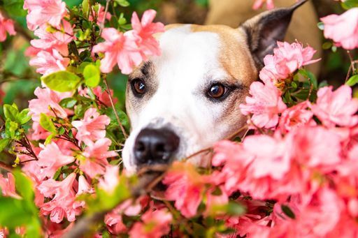 Backyarding Basics: 5 Tips from TurfMutt - The Turfmutt Foundation