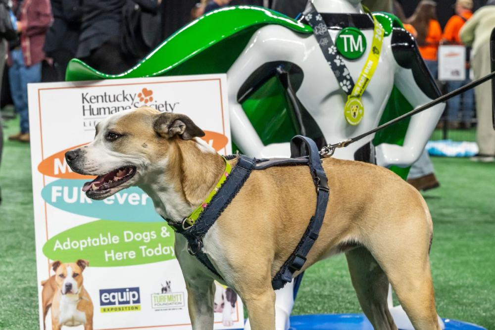 November Mutt Mail Goes to the Dogs - The TurfMutt Foundation