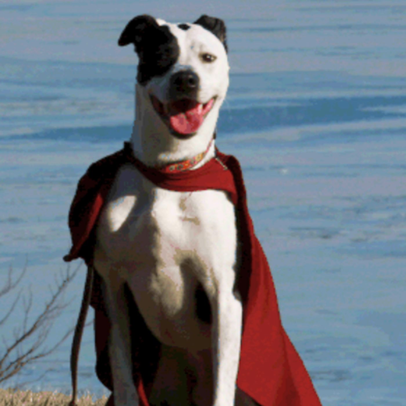 It All Started With A Rescue Dog And A Tablecloth - The TurfMutt Foundation