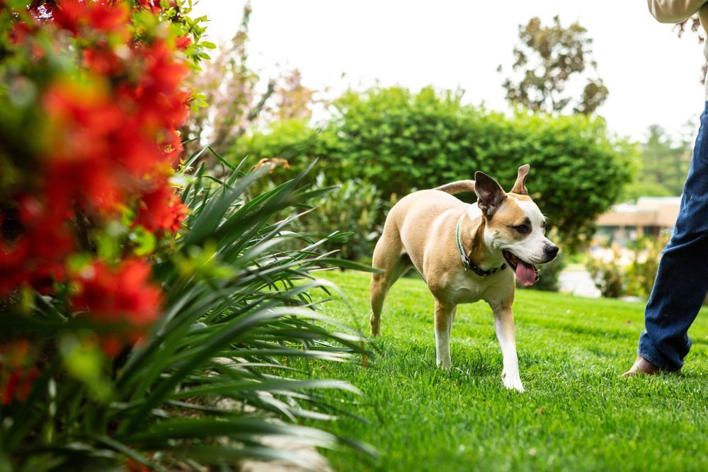 10 amazing benefits of backyarding - The TurfMutt Foundation