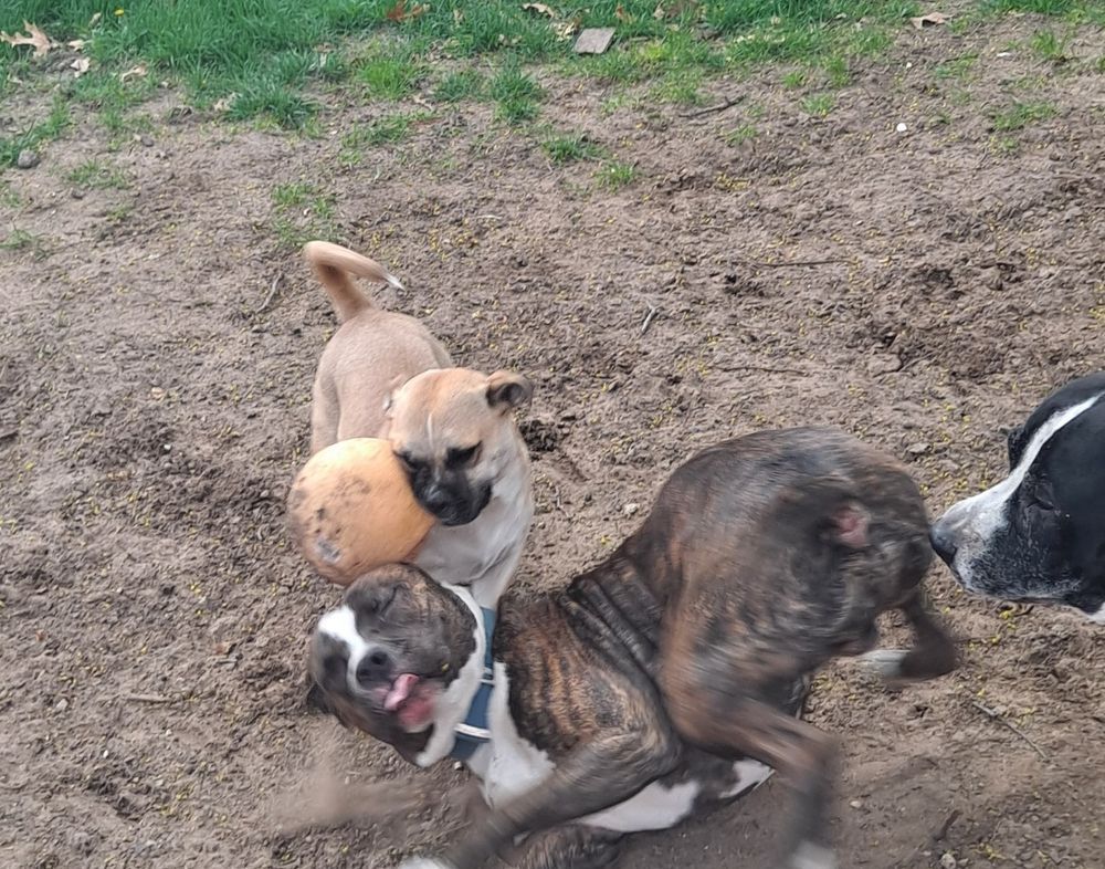 Meet August’s Mutt of the Month, Mosby - The TurfMutt Foundation