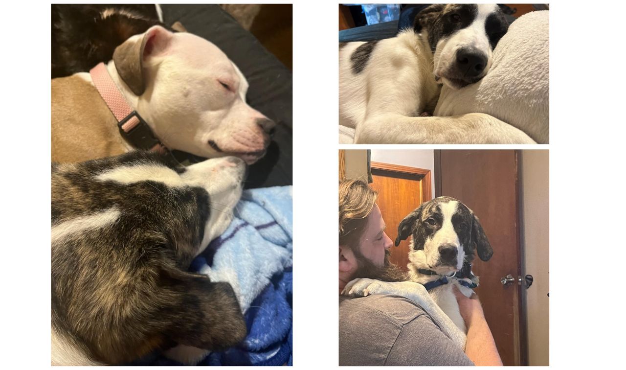Meet Spud, October's Mutt of the Month - The TurfMutt Foundation