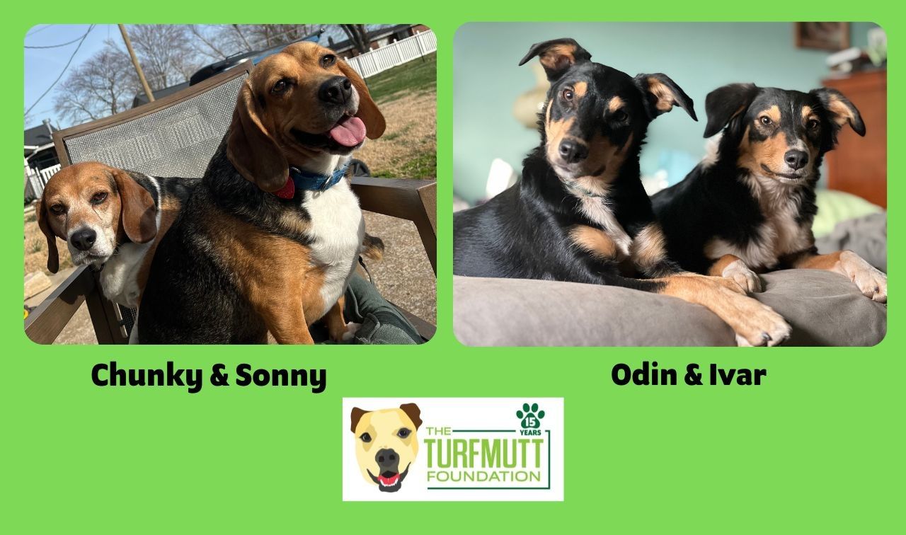 Celebrating Mutt Madness Brothers on National Siblings Day - TurfMutt ...