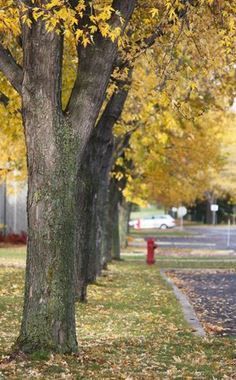 Scientists find link between urban trees & depression - The TurfMutt ...