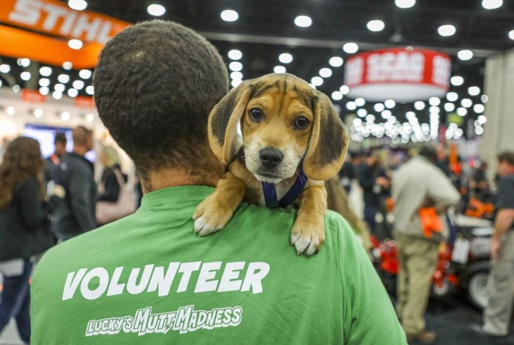 TurfMutt celebrates mutts on National Mutt Day…and beyond - The ...