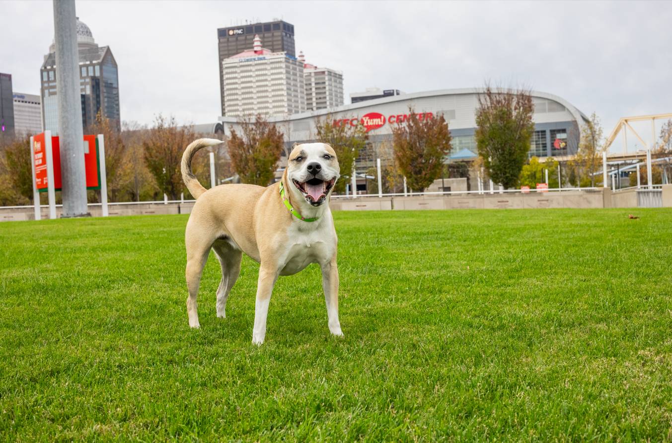CBS “Lucky Dog” Features the TurfMutt Great Lawn