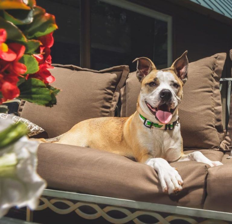 Have you heard? August Mutt Mail is here! - The TurfMutt Foundation